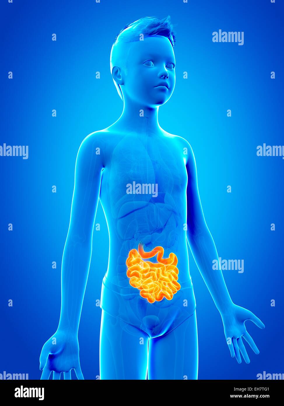 Digestive system of a boy, illustration Stock Photo - Alamy