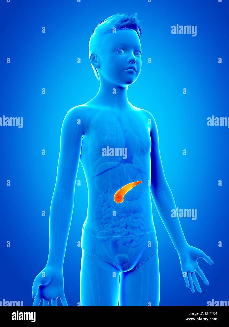 Pancreas of a child hi-res stock photography and images - Alamy
