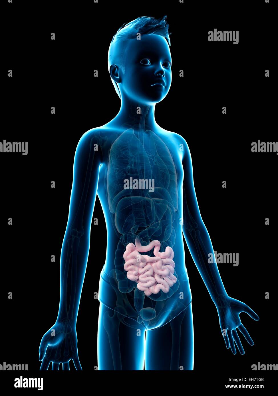 Digestive system of a boy, illustration Stock Photo - Alamy