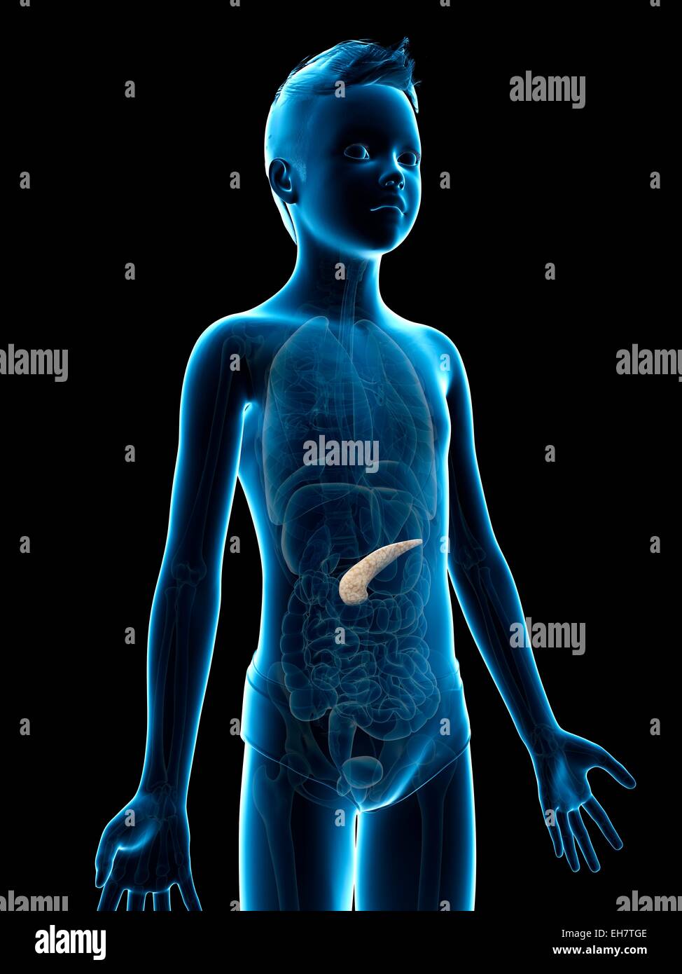 Pancreas of a child hi-res stock photography and images - Alamy