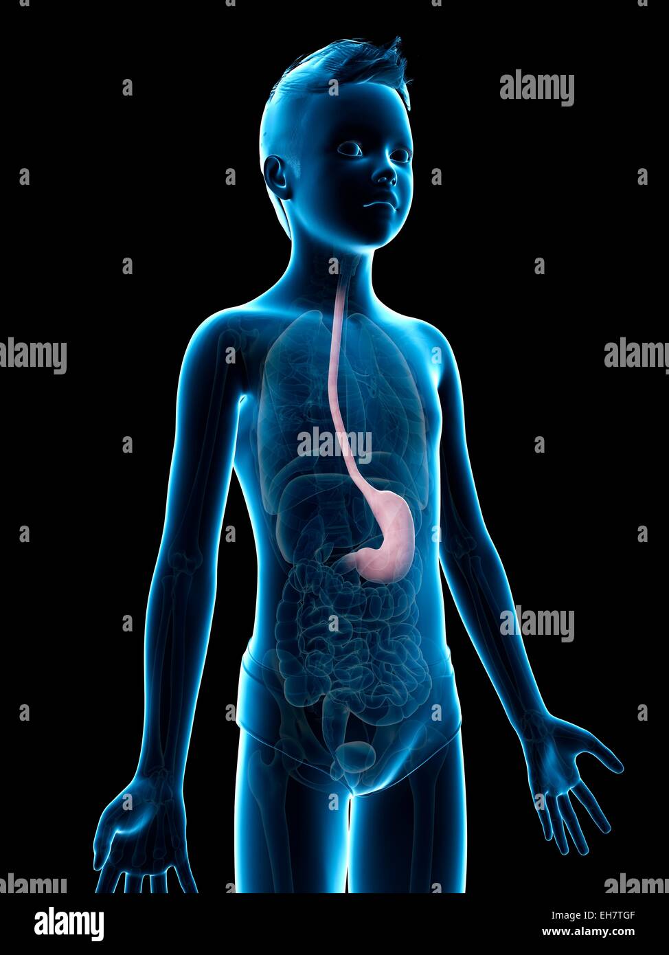 Stomach of a boy, illustration Stock Photo - Alamy