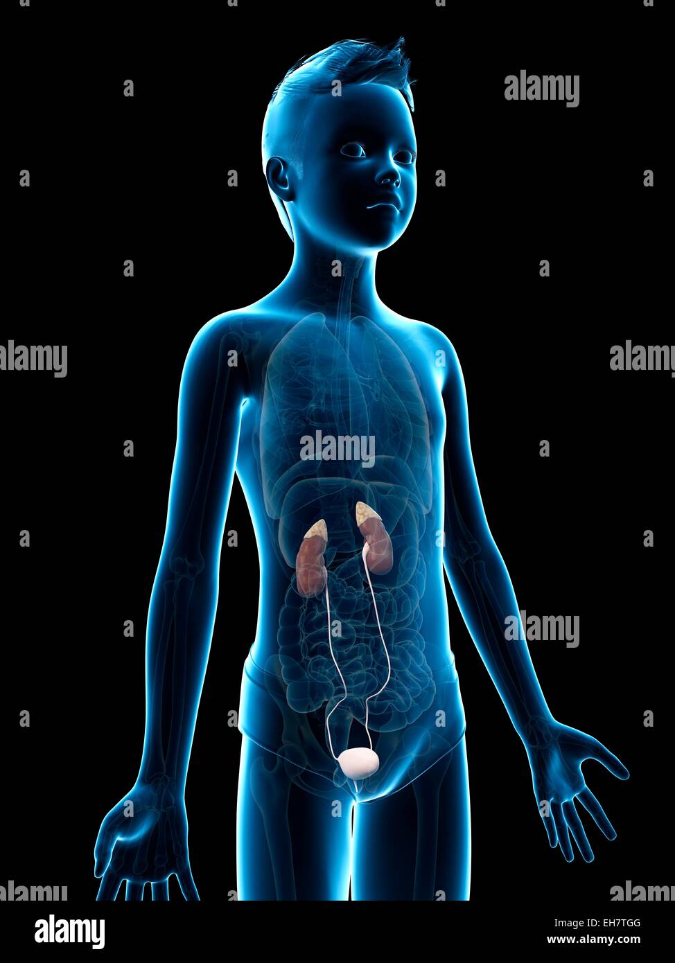 Urinary system of a boy hi-res stock photography and images - Alamy