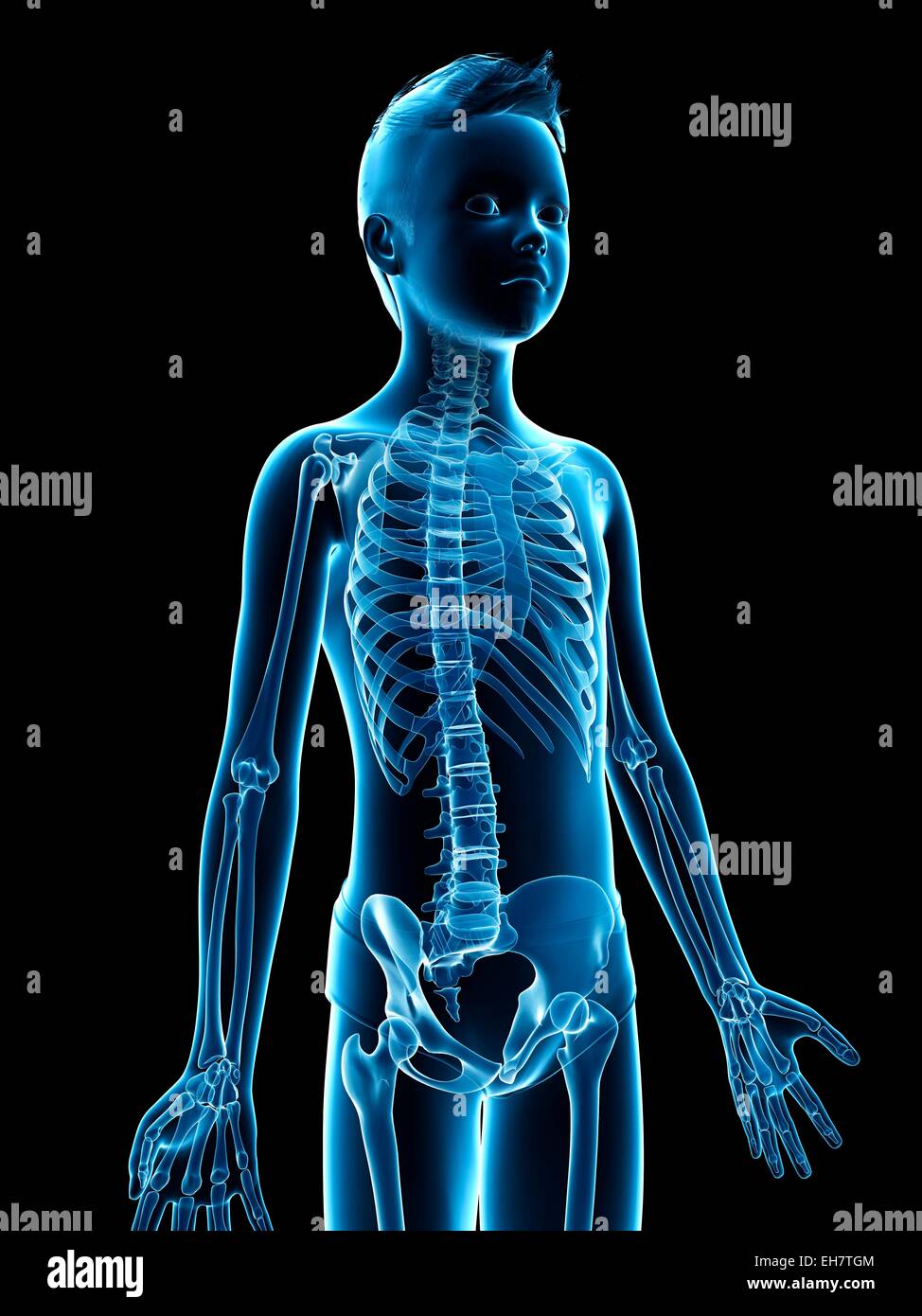 Skeletal system of a child hi-res stock photography and images - Alamy