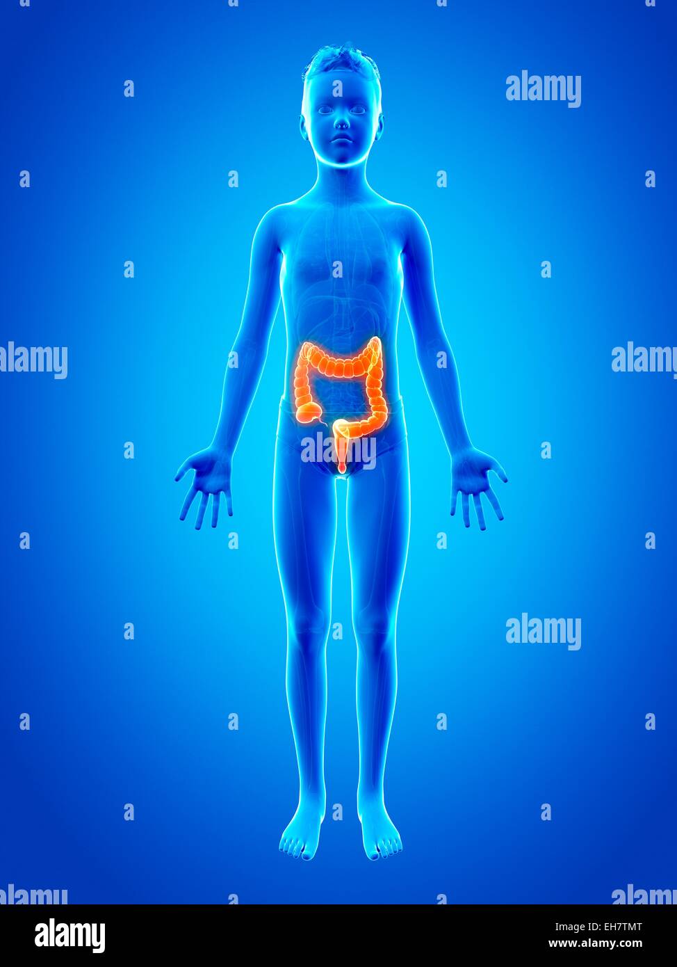 Digestive system of a boy, illustration Stock Photo - Alamy