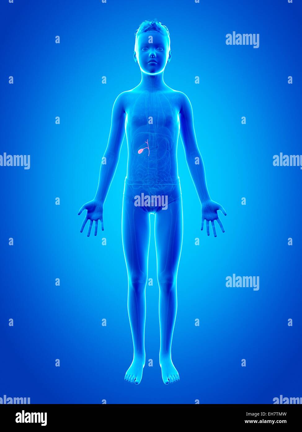 Gall bladder of a boy, illustration Stock Photo - Alamy