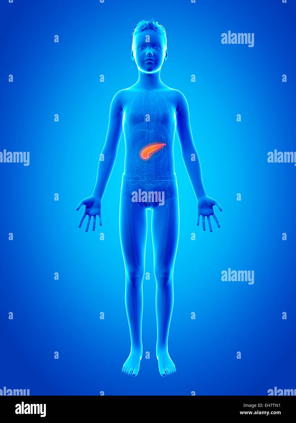 Pancreas of a child hi-res stock photography and images - Alamy