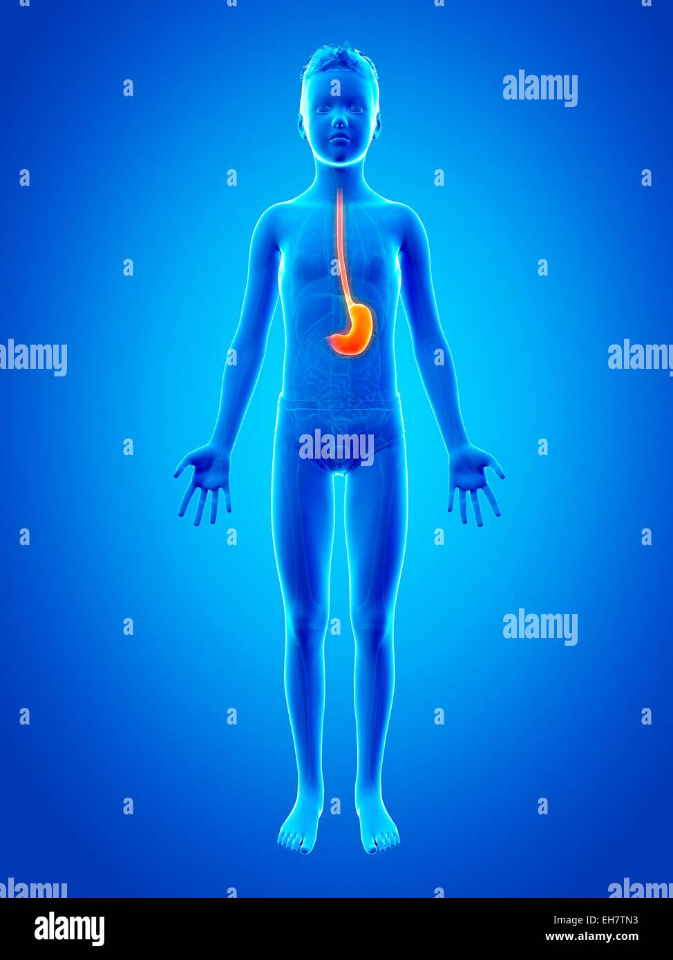 Stomach of a boy, illustration Stock Photo - Alamy