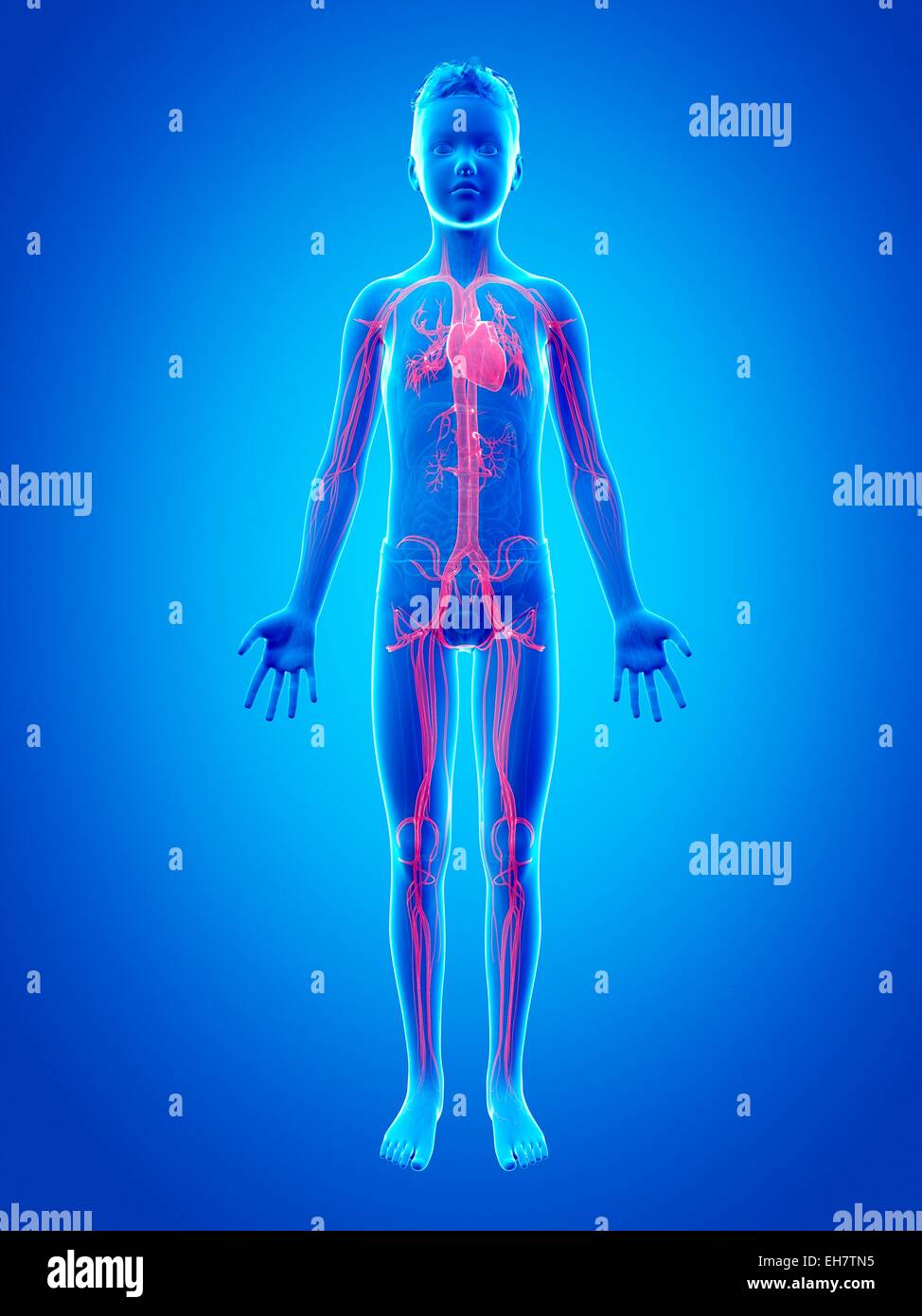 Circulatory system child hi-res stock photography and images - Alamy