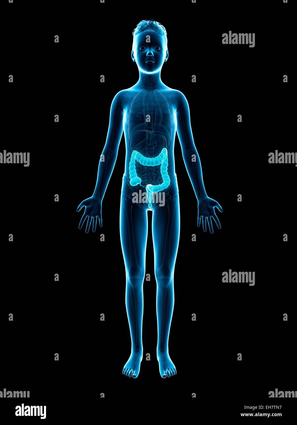 Digestive system of a child hi-res stock photography and images - Alamy