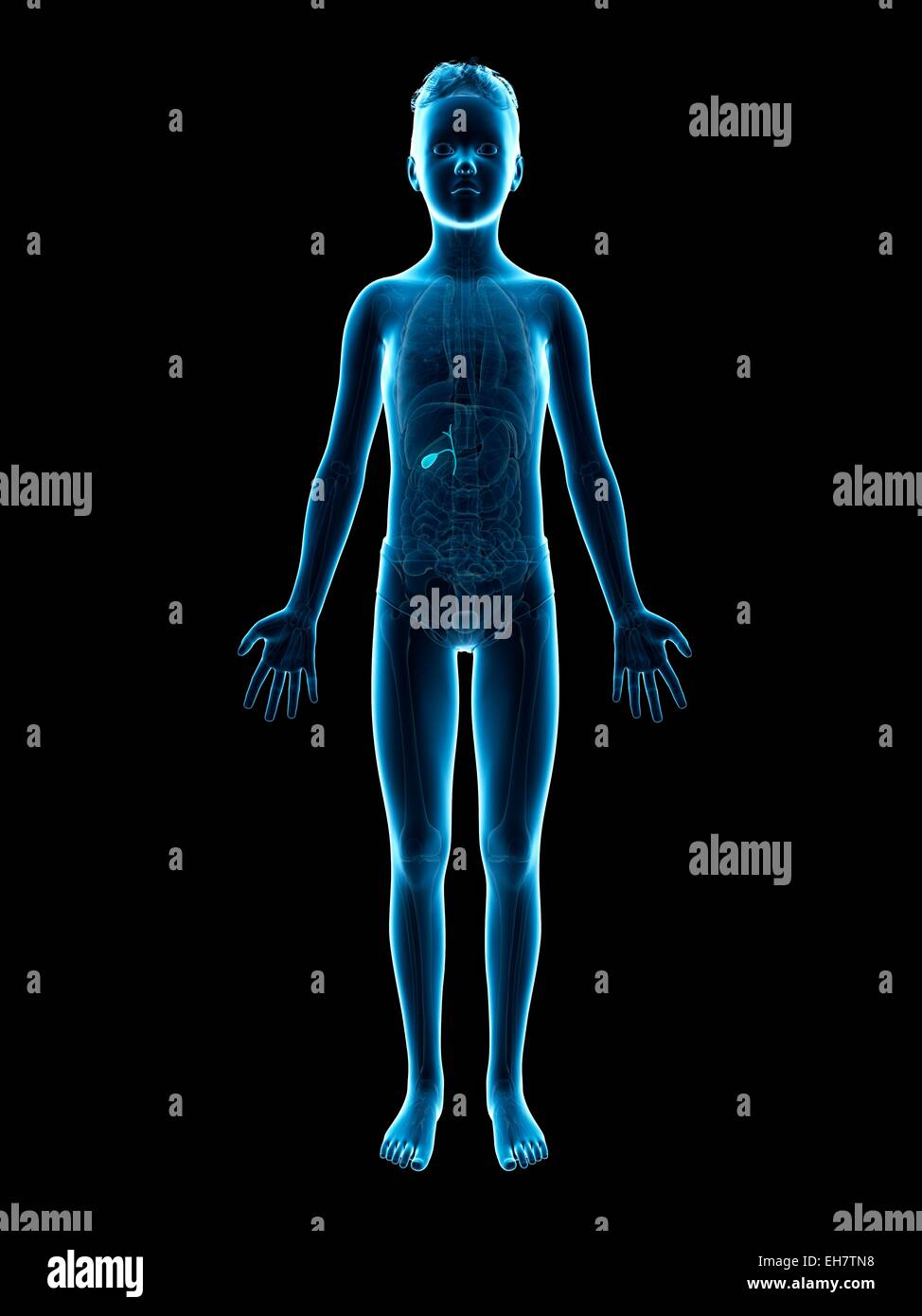 Gallbladder of a boy hi-res stock photography and images - Alamy