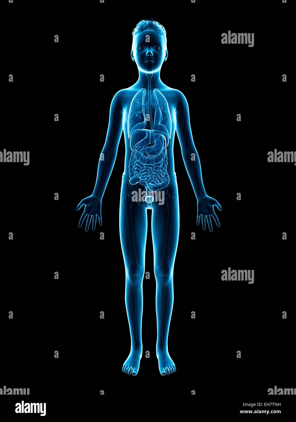 Boy anatomy hi-res stock photography and images - Alamy