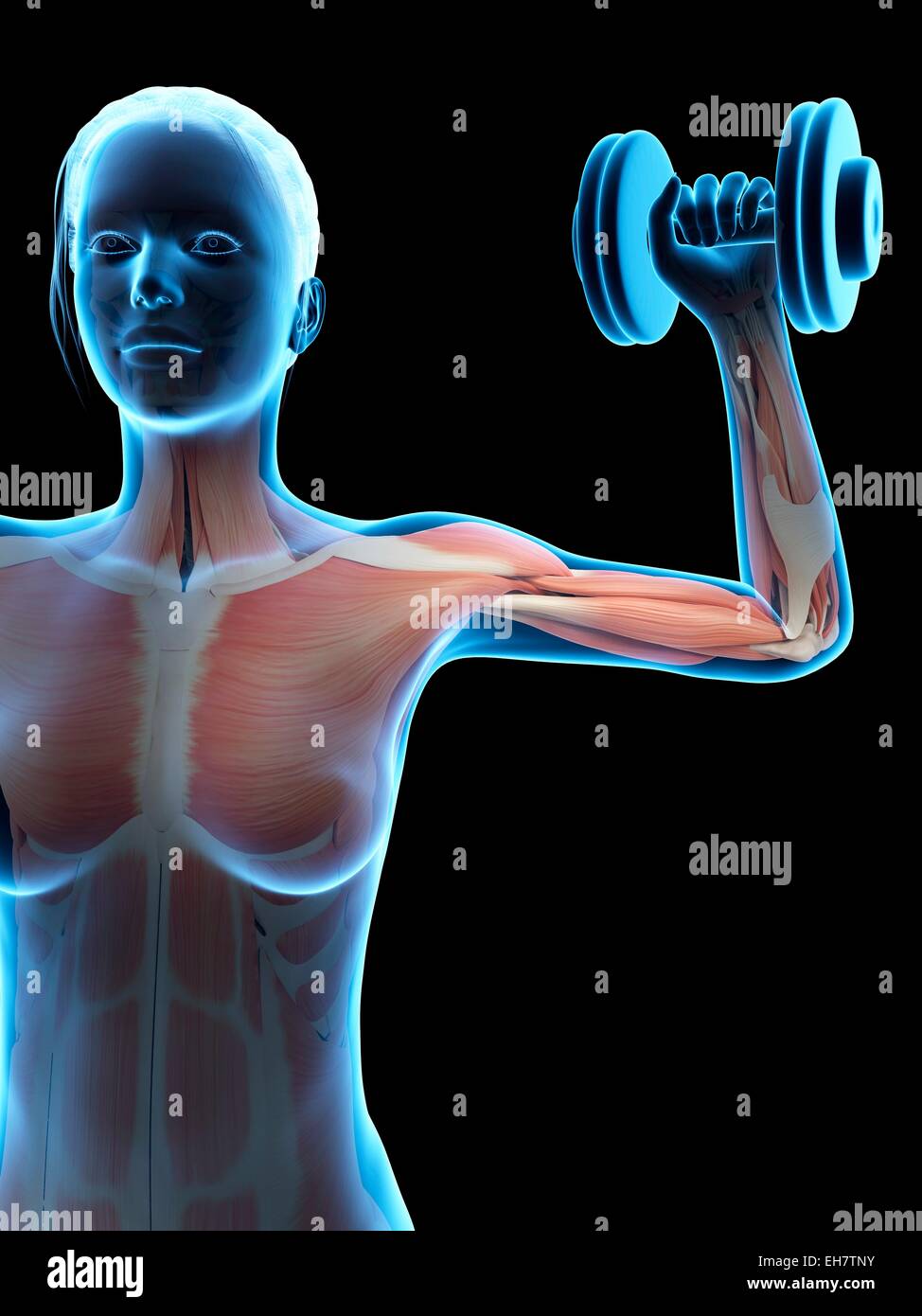 Muscles of weight lifter, illustration Stock Photo - Alamy