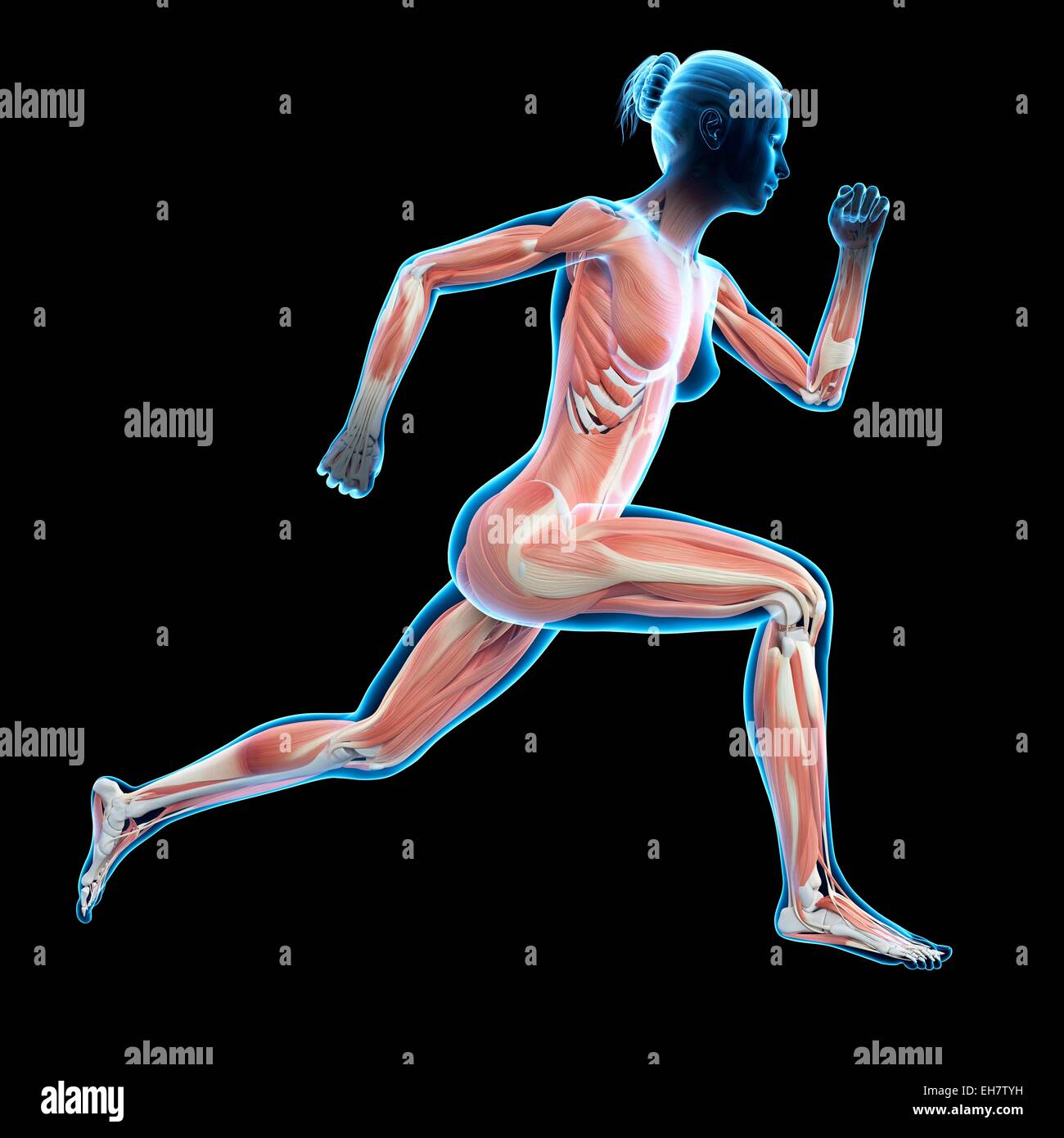 Muscular system of jogger, illustration Stock Photo - Alamy