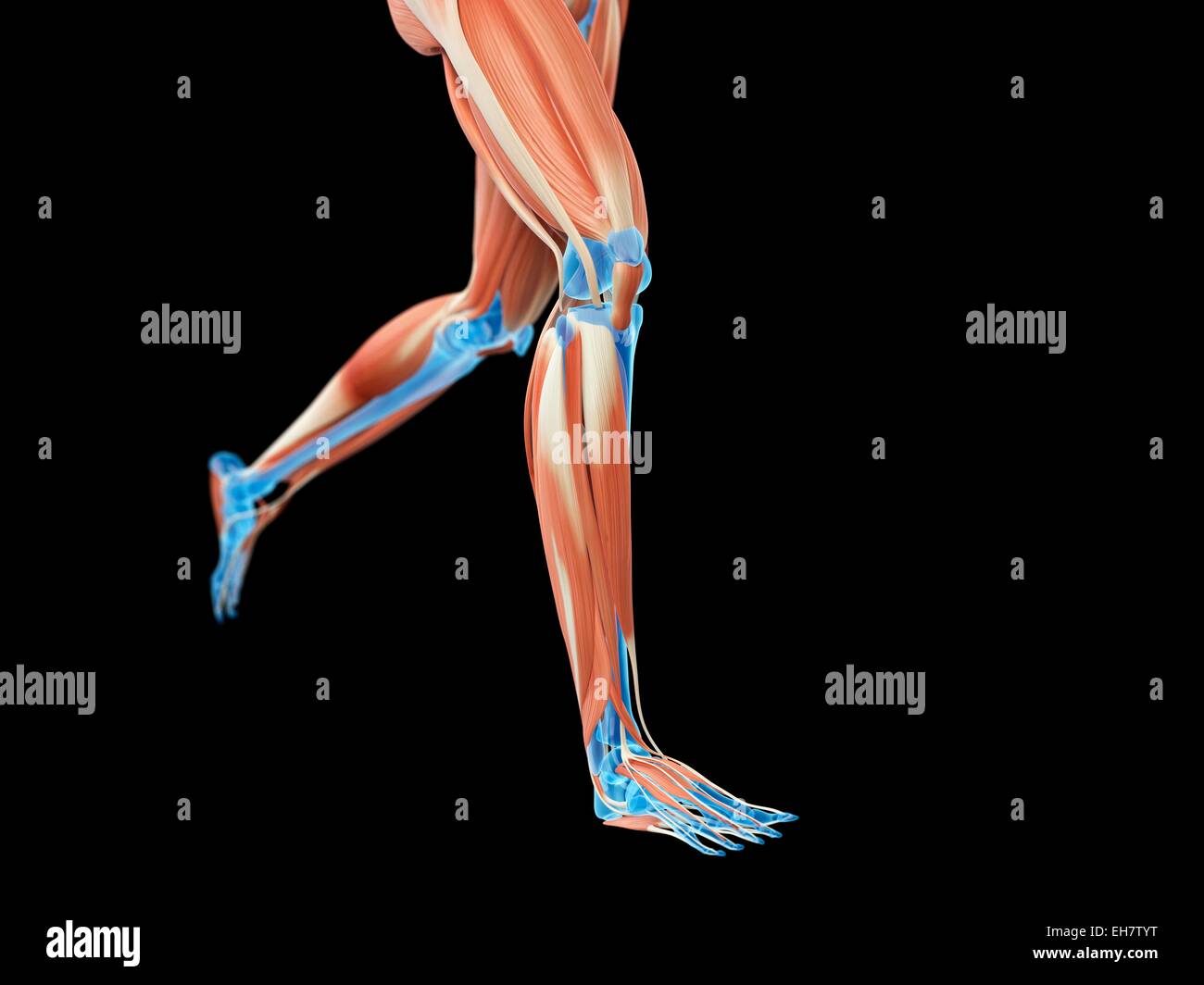 Muscular system of jogger, illustration Stock Photo - Alamy