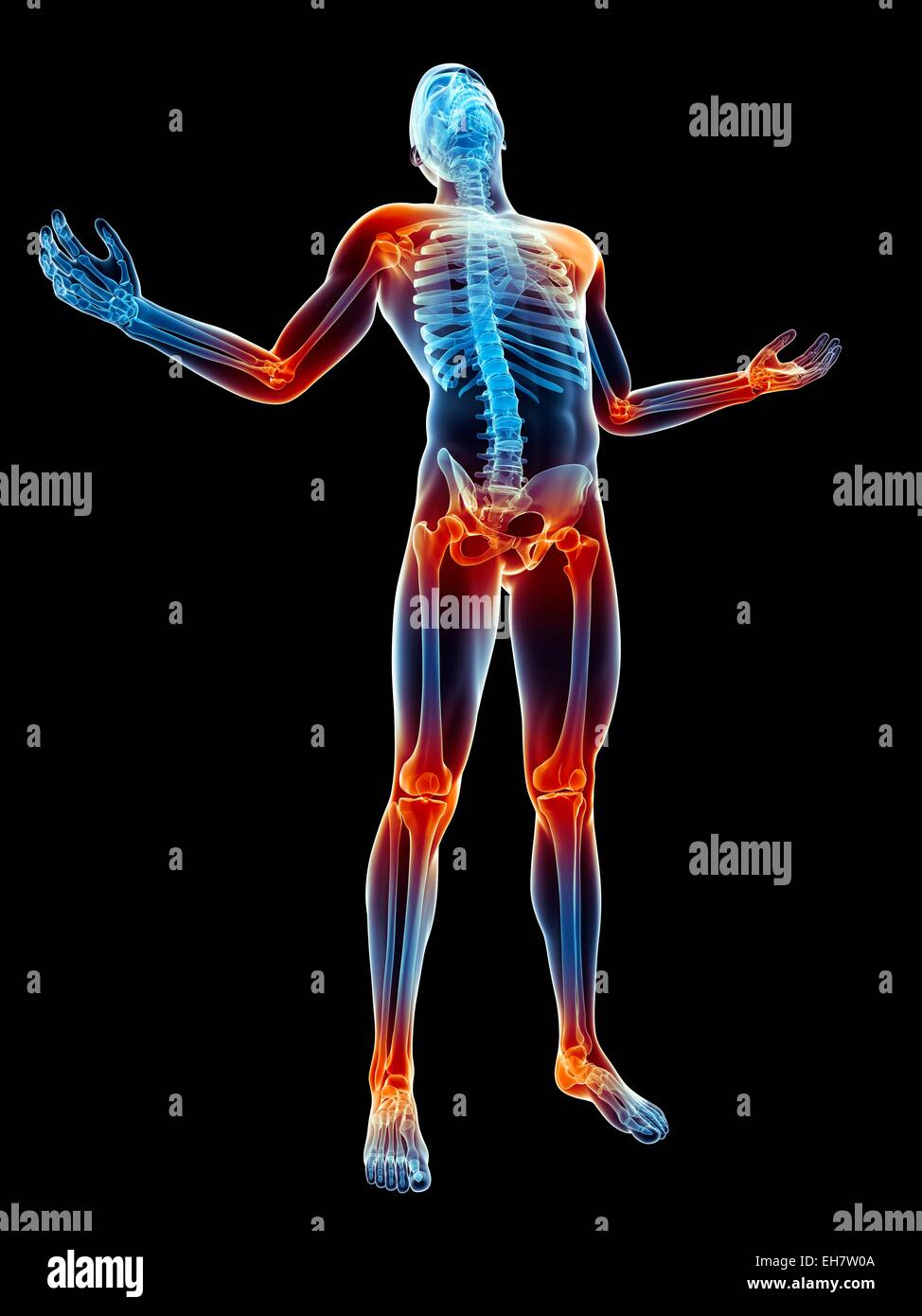 Human skeleton and joints, illustration Stock Photo - Alamy