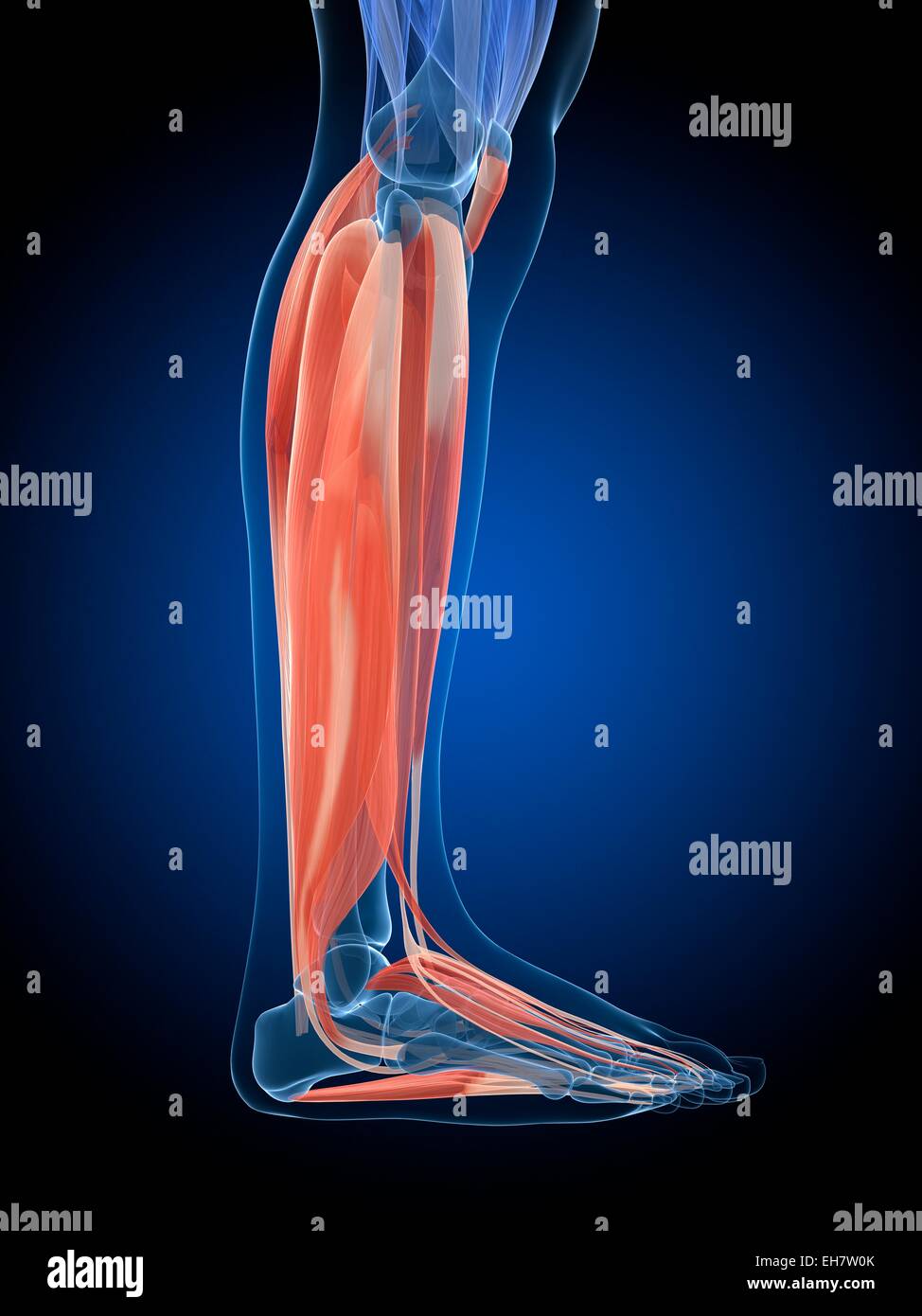 Side of leg anatomical muscles hi-res stock photography and images - Alamy