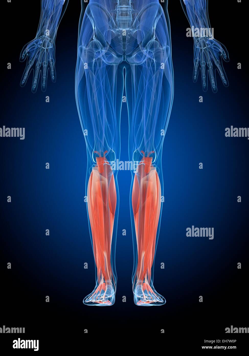 Muscles of the front of the leg hi-res stock photography and images - Alamy