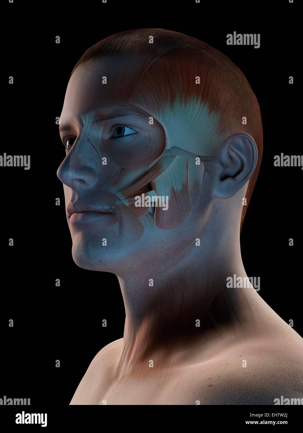 Human facial muscles, illustration Stock Photo - Alamy