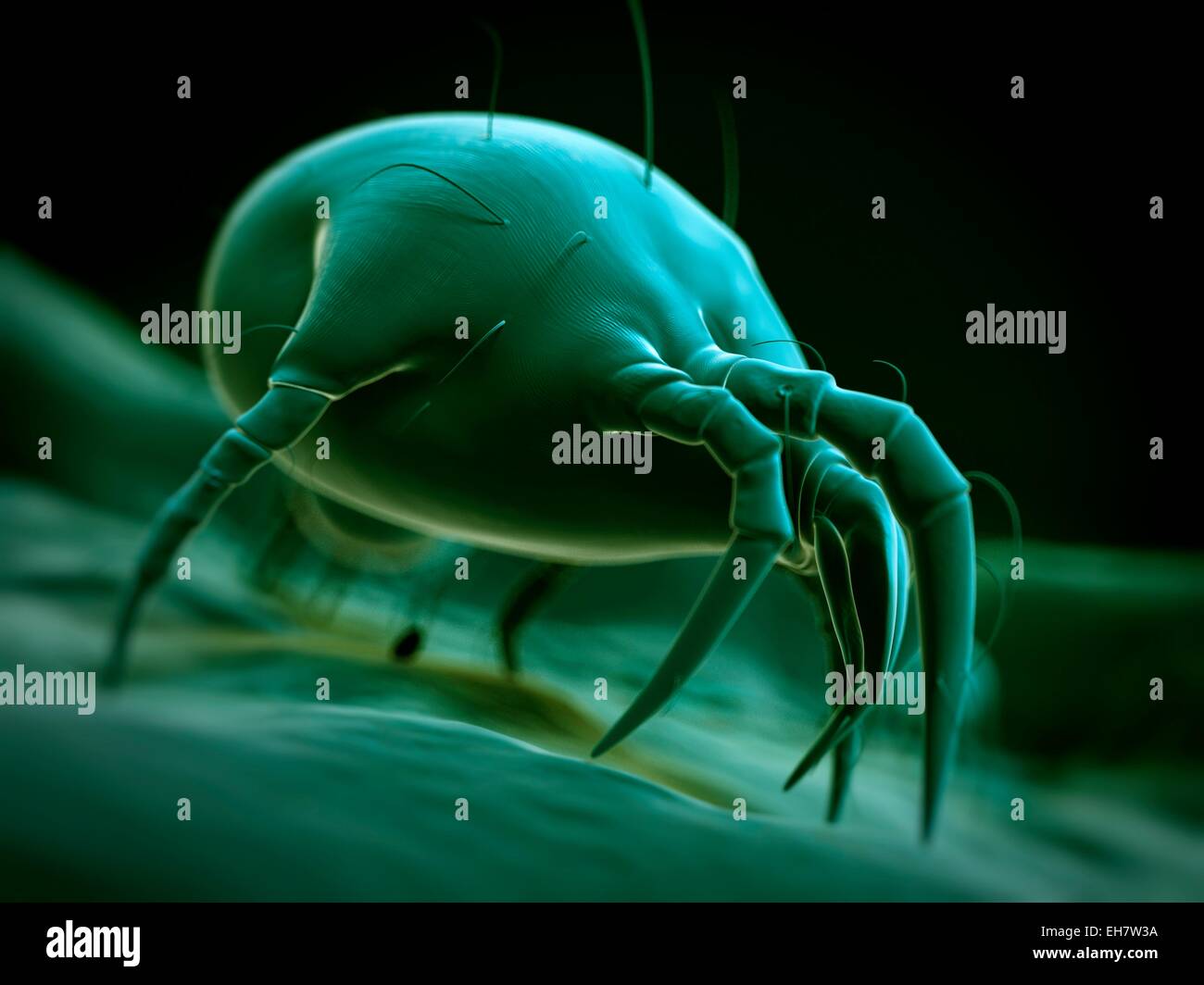 Dust mite computer artwork house hi-res stock photography and images ...