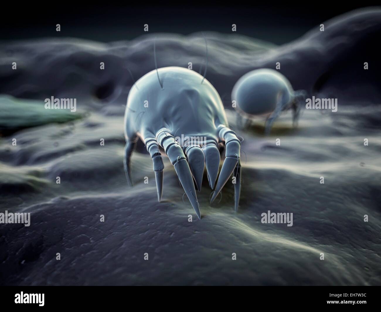 Dust mite, illustration Stock Photo - Alamy