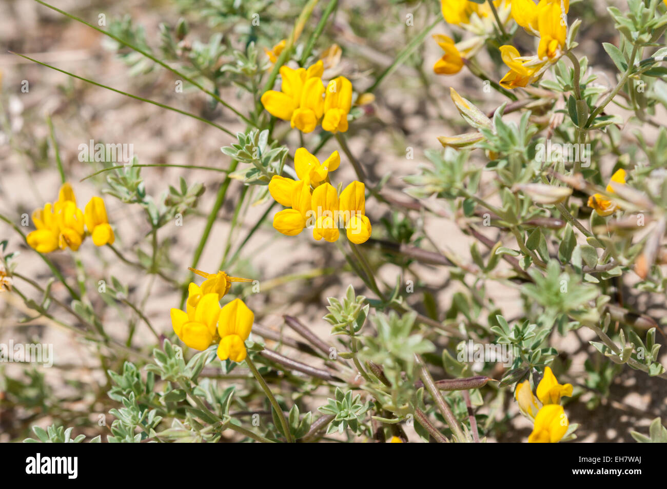 Cretan trefoil, Lotus creticus Stock Photo - Alamy