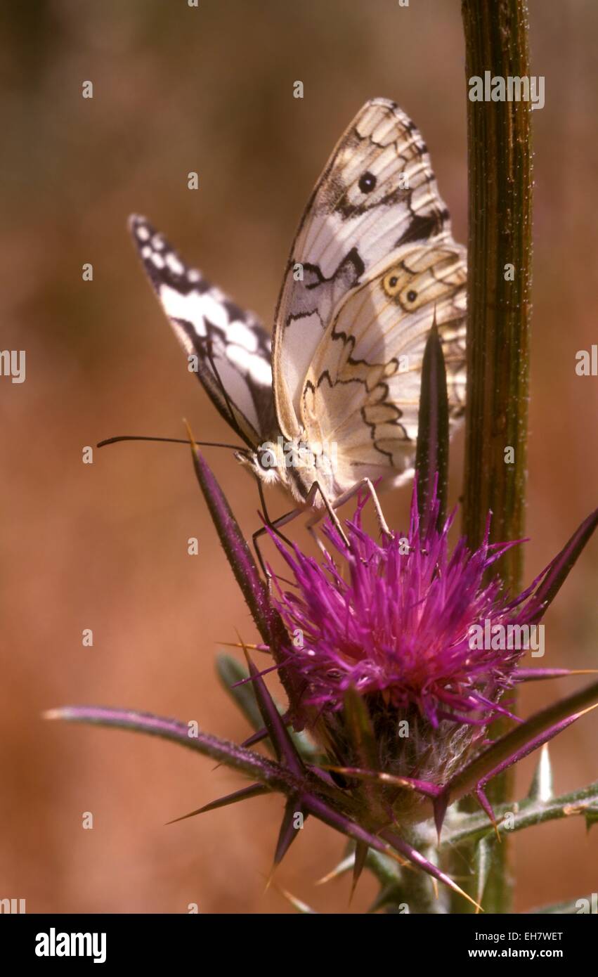 Marble white butterfly hi-res stock photography and images - Alamy