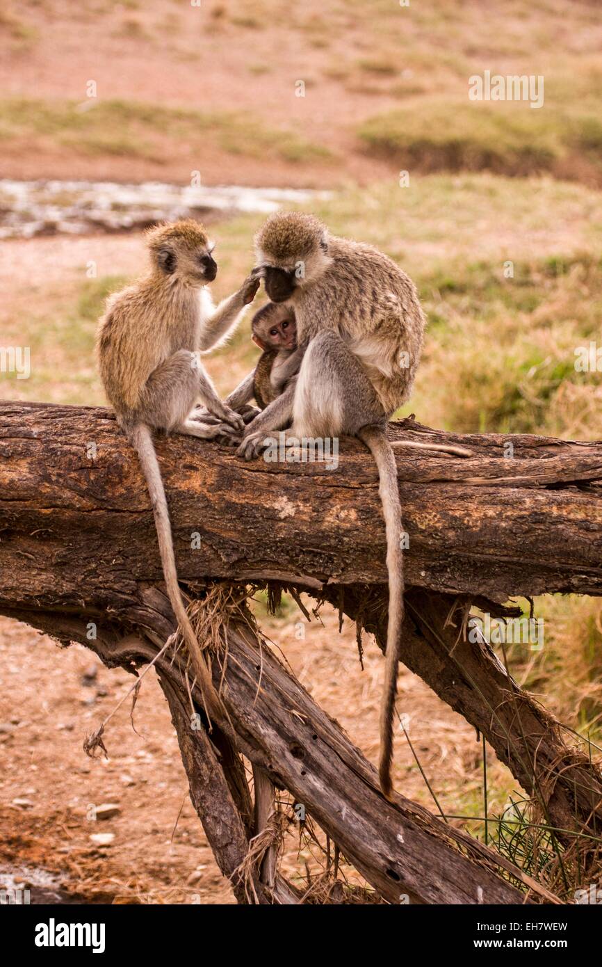Grivet monkey hi-res stock photography and images - Alamy