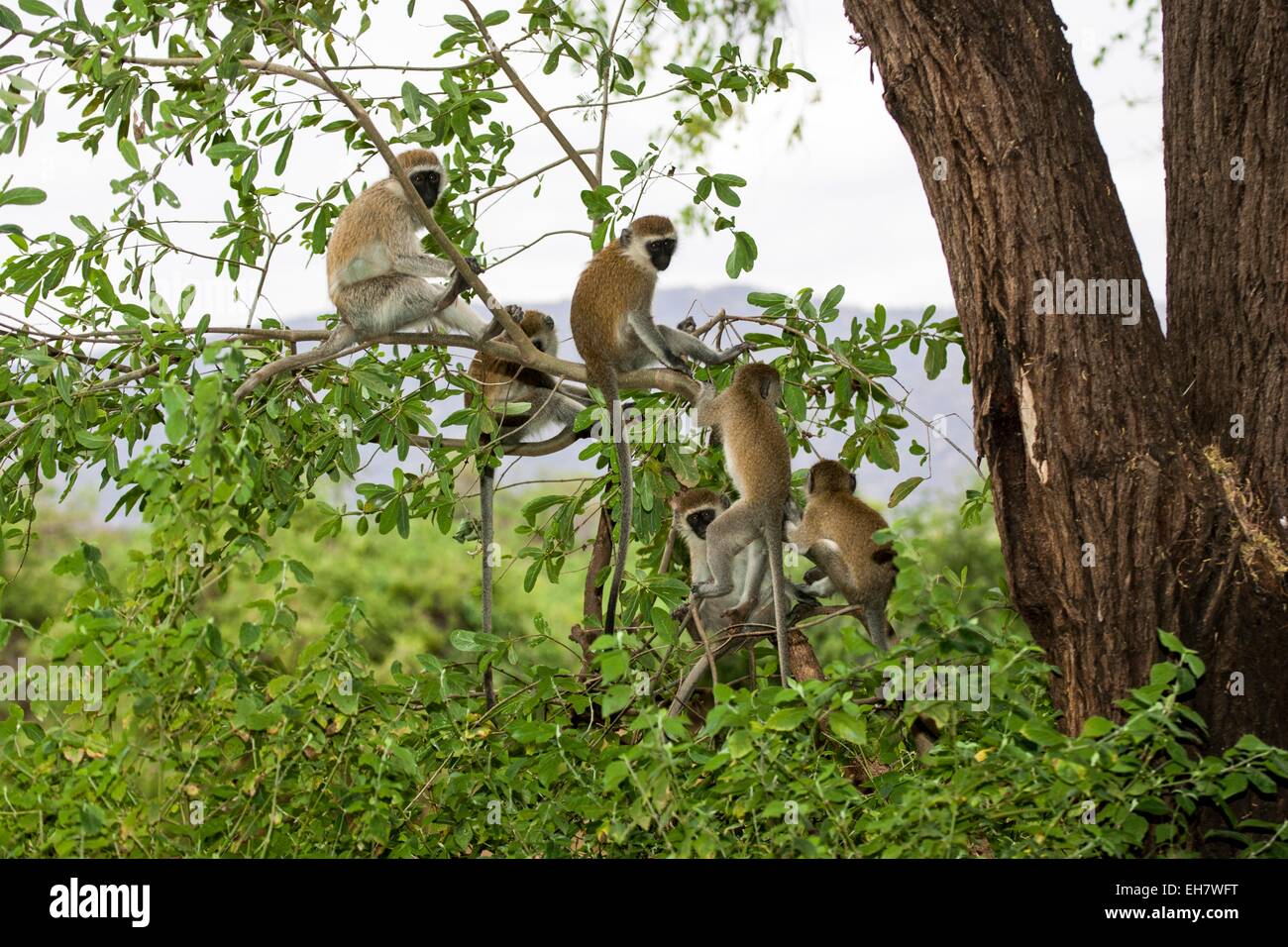 Grivet monkey (Chlorocebus aethiops Stock Photo - Alamy