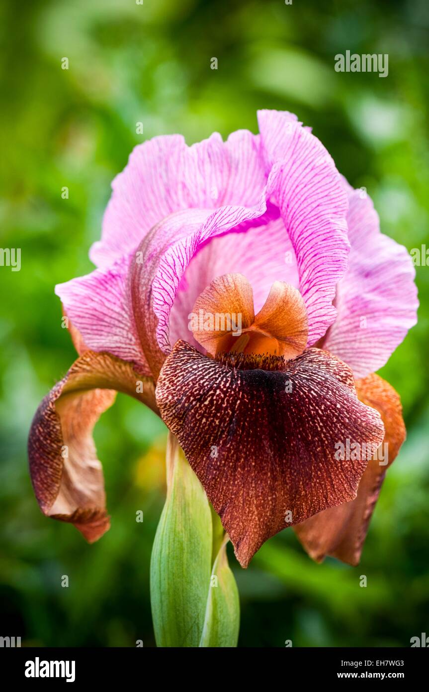 Nazareth Iris (Iris bismarckiana Stock Photo - Alamy