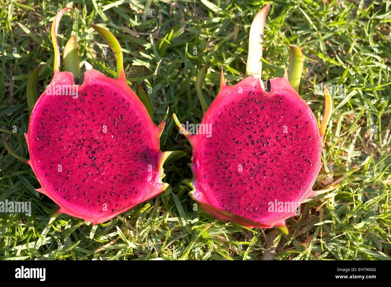 Pitaya (AKA dragon fruit Stock Photo - Alamy