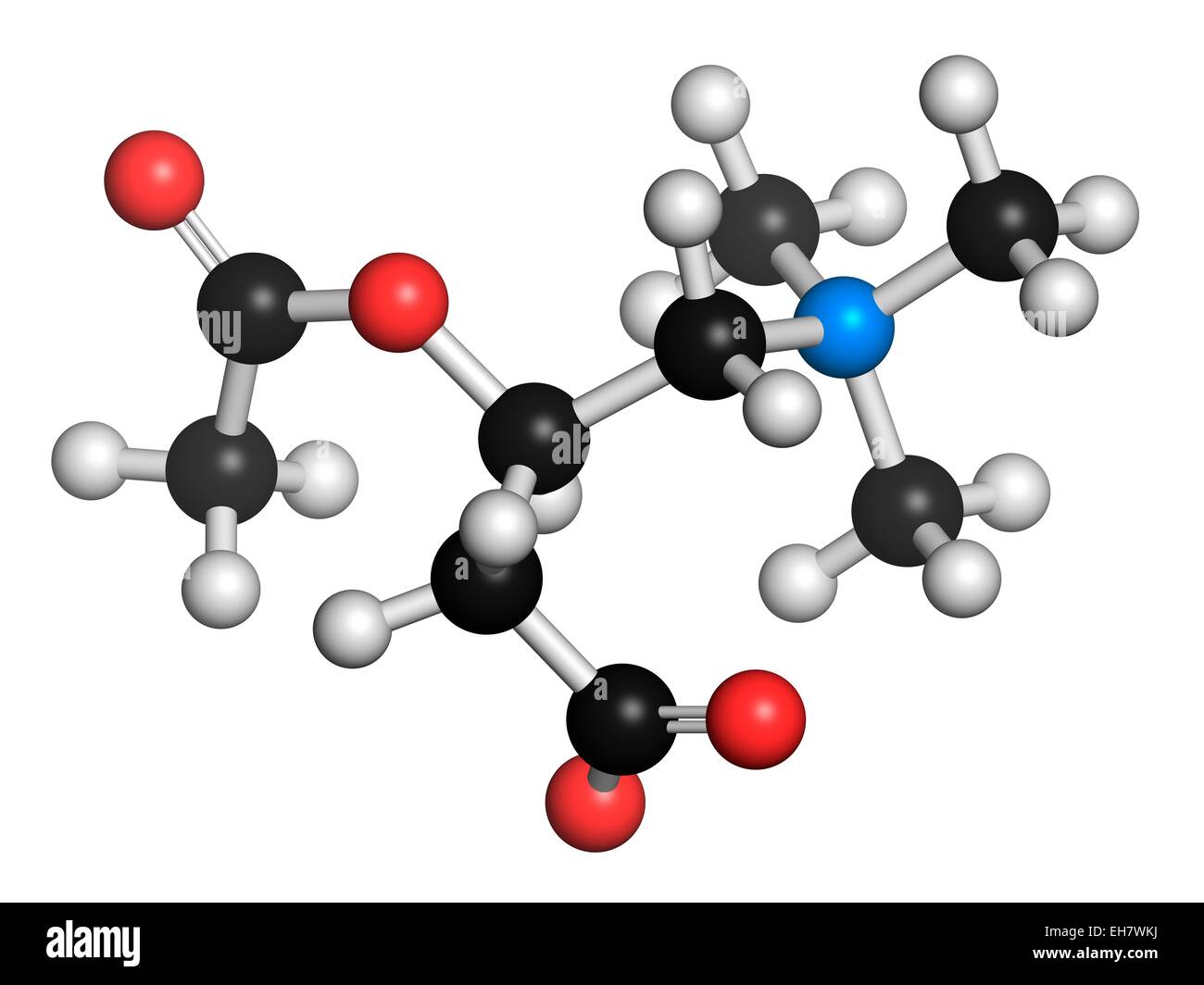 Acetylcarnitine nutritional supplement Stock Photo - Alamy