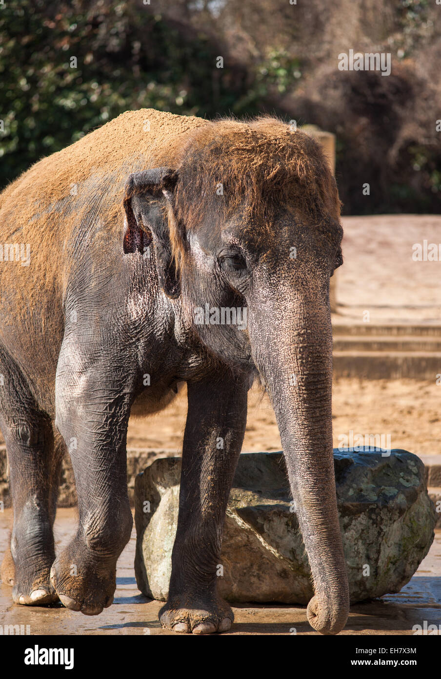 Animal life in Asia: asiatic elephant. Elephas maximus Stock Photo - Alamy