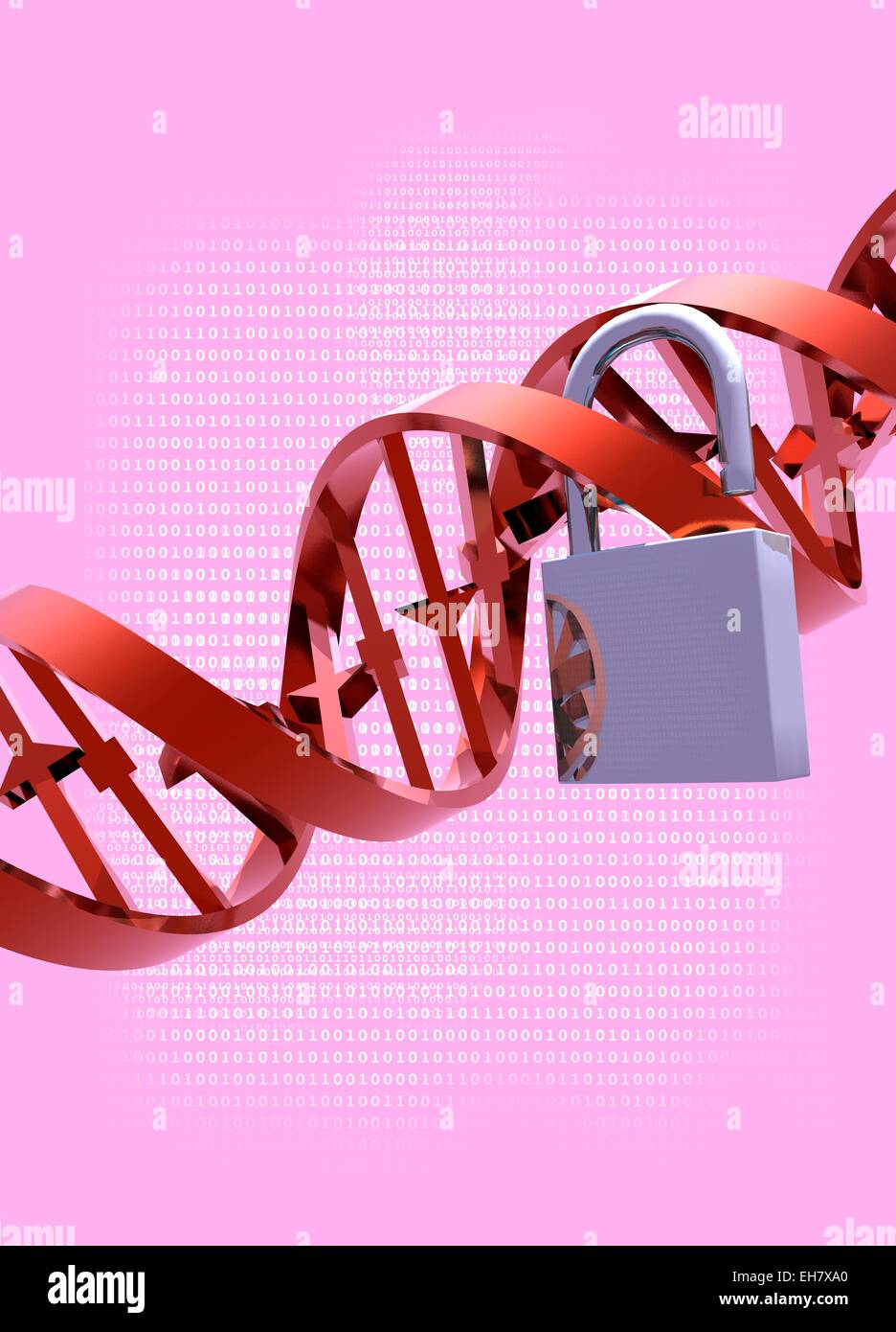 Unlocking dna codes hi-res stock photography and images - Alamy Unlocking dna codes hi-res stock photography and images - Alamy