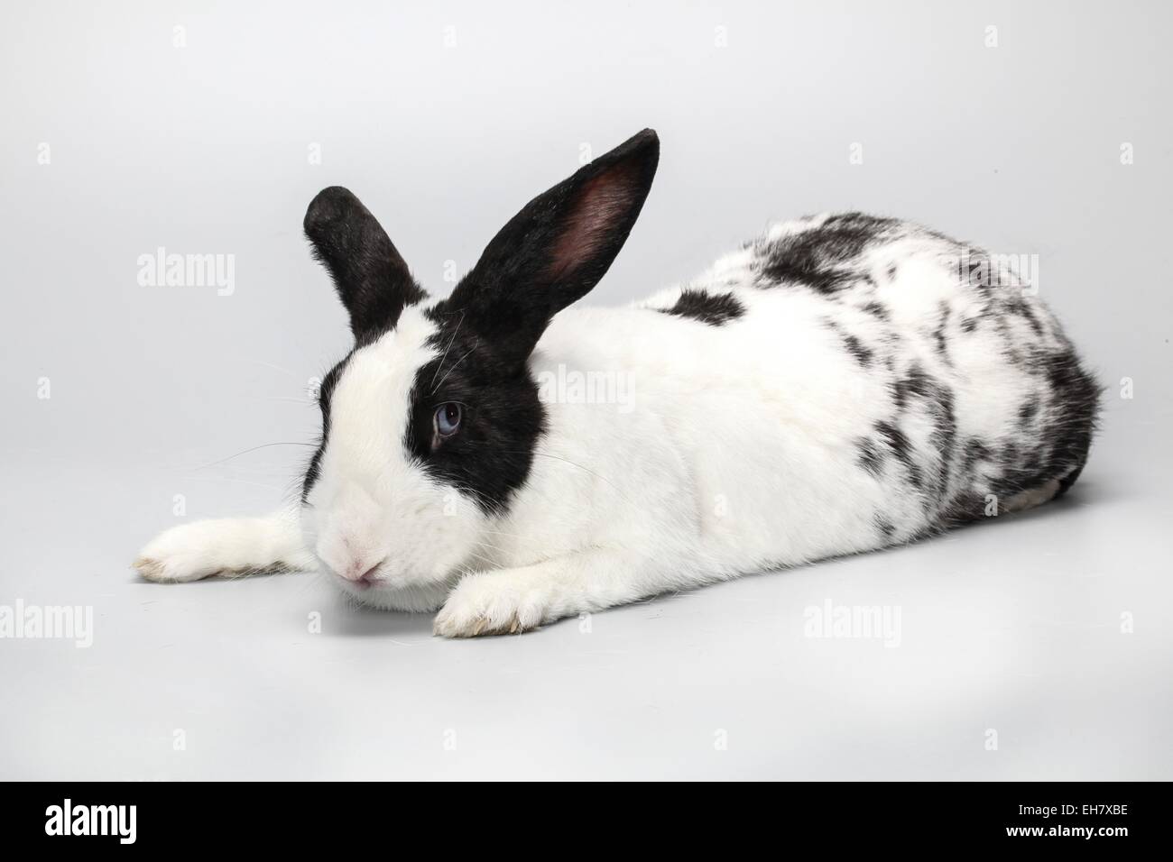 Black rabbit and white rabbits hi-res stock photography and images - Alamy