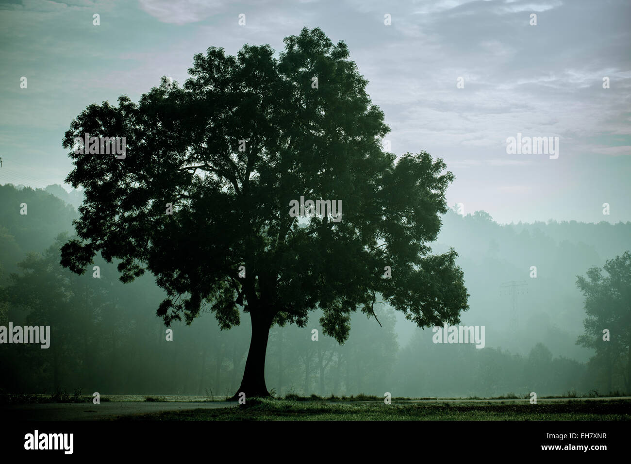 Tree in the fog Stock Photo - Alamy