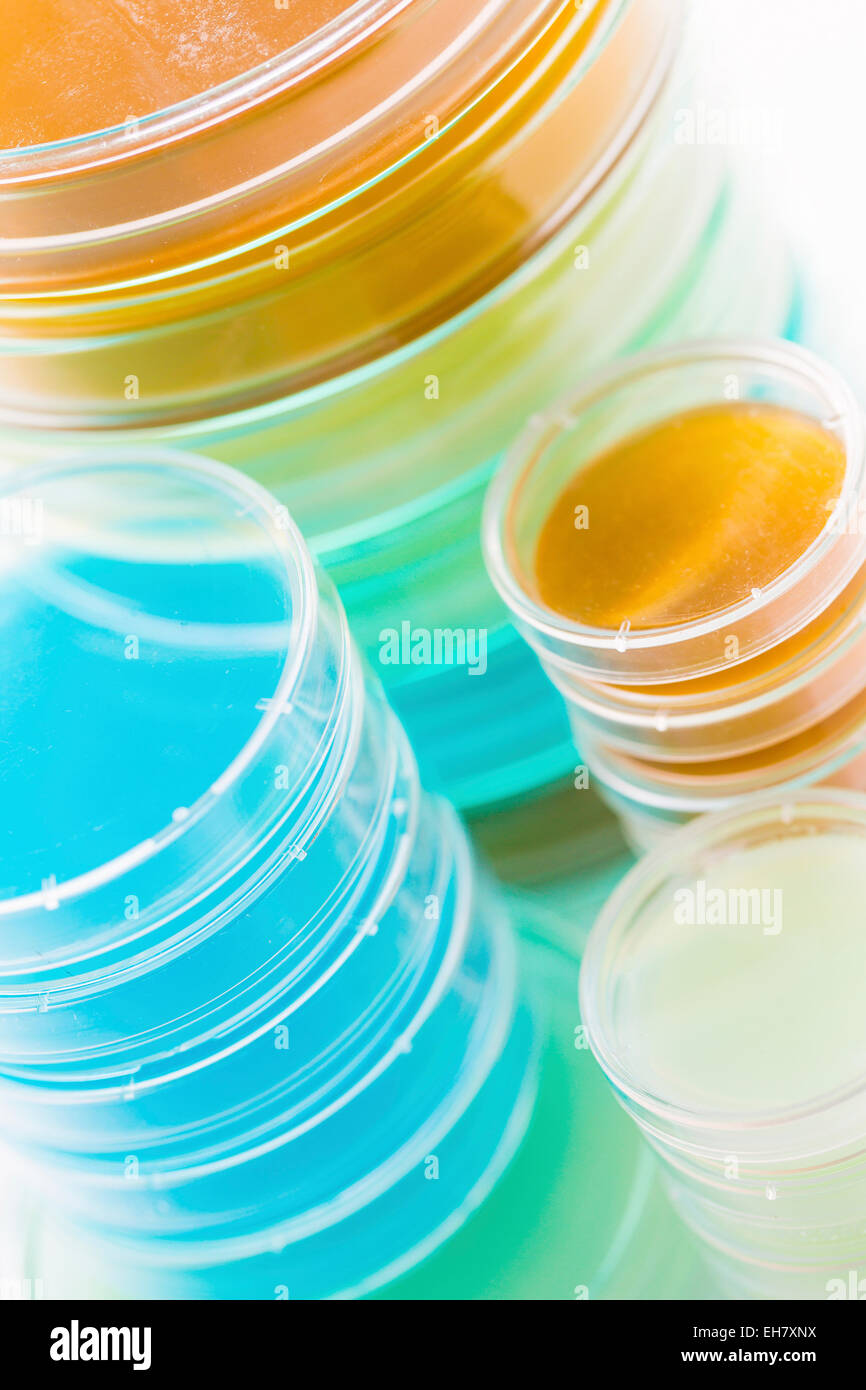 Petri dishes in a stack Stock Photo - Alamy