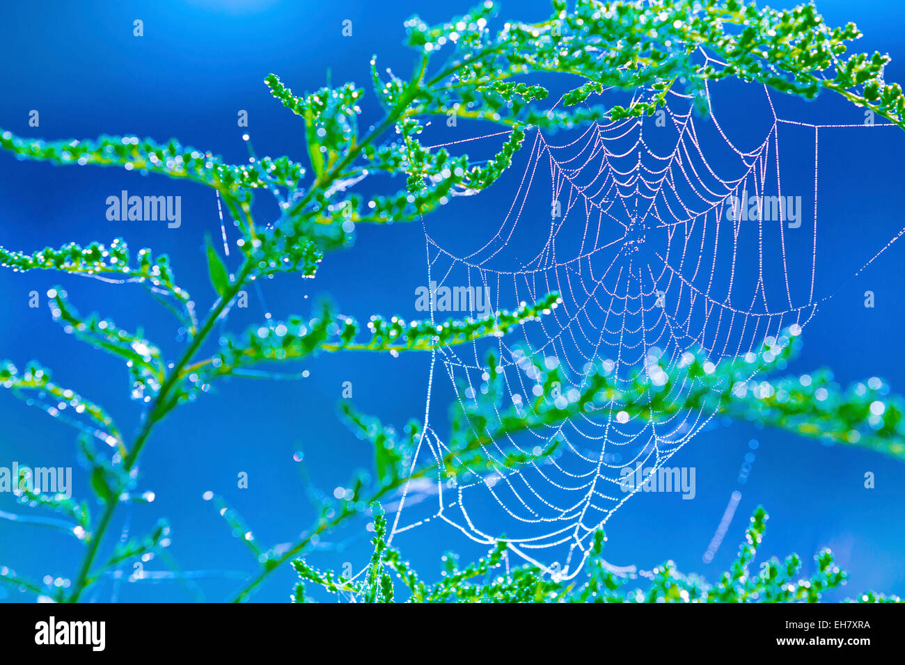 Spider's web on plants Stock Photo - Alamy