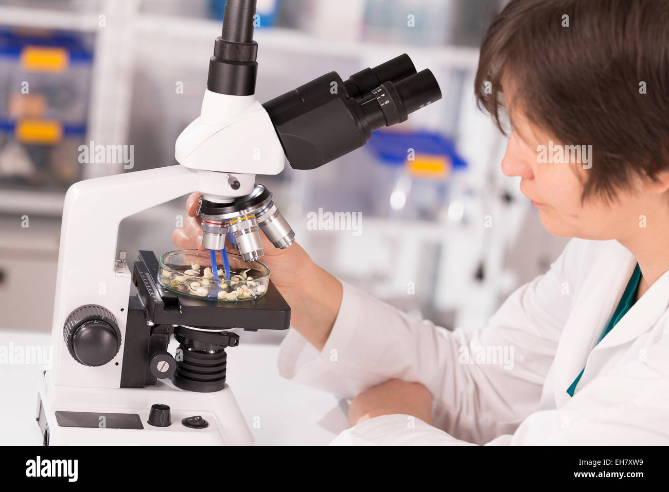 Lab assistant using microscope Stock Photo - Alamy