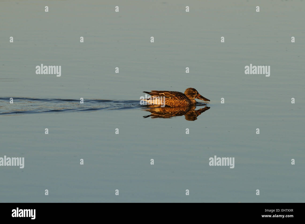 Female Northern Shoveler swimming at a pond at the Bosque del Apache ...
