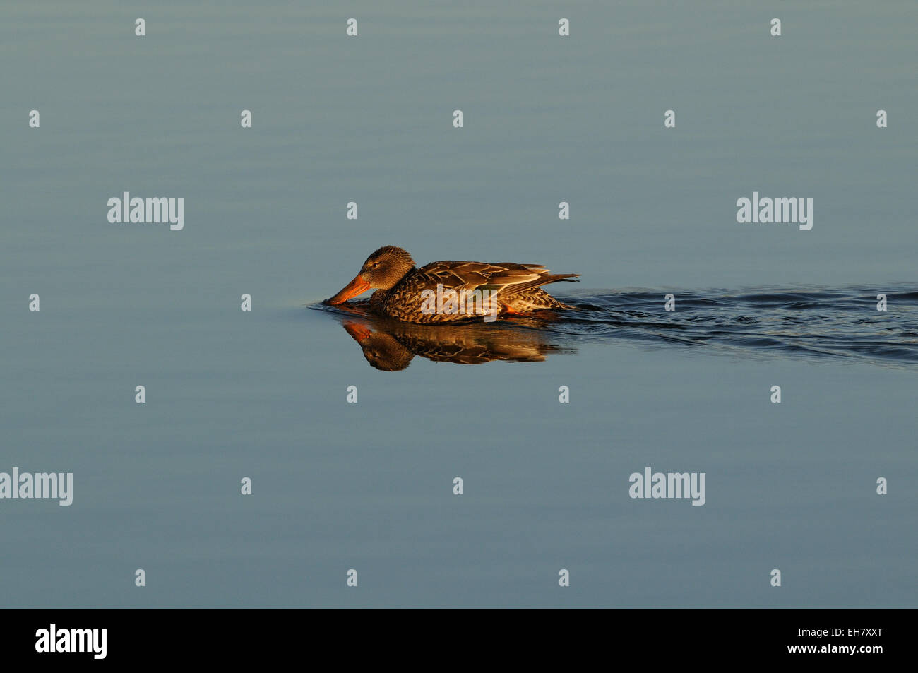 Female Northern Shoveler swimming at a pond at the Bosque del Apache ...