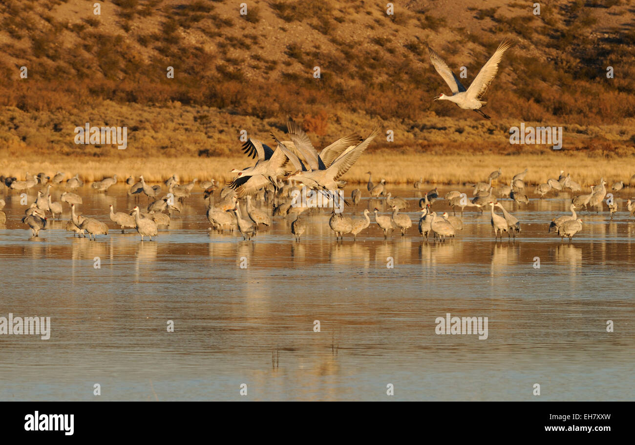 Sandhill Cranes flying over the water at Bosque Del Apache National ...