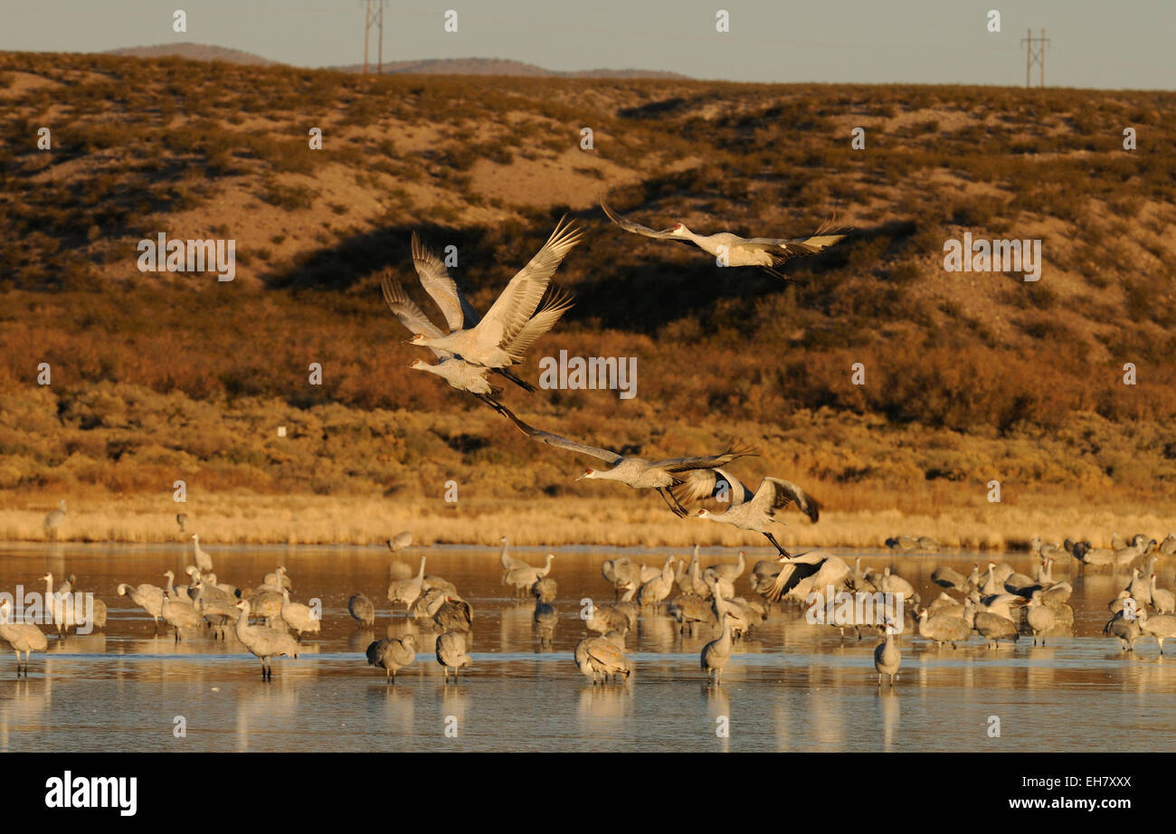 Sandhill Cranes flying over the water at Bosque Del Apache National ...