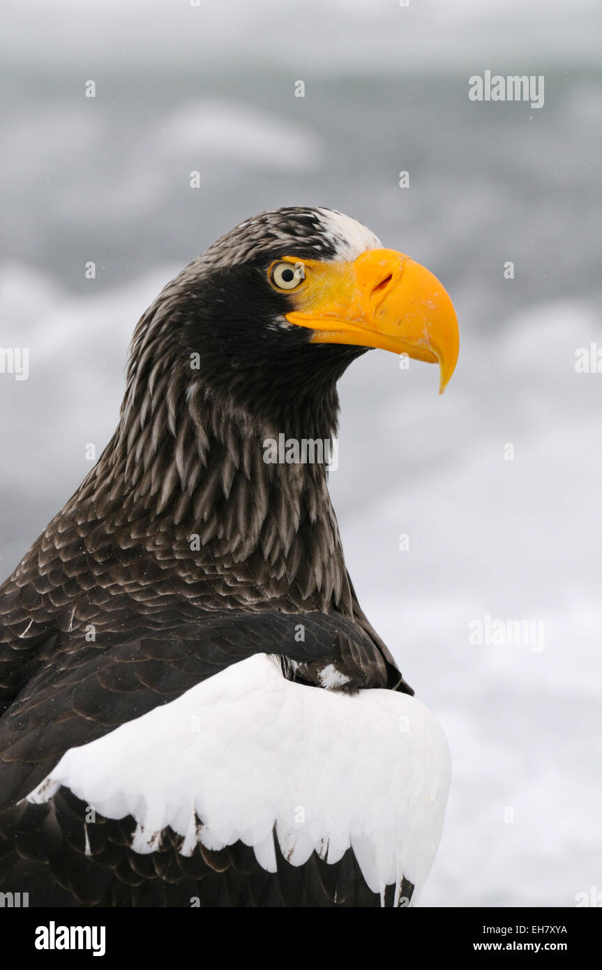 Steller's Sea Eagle on the drifting ice at Nemuro Strait a few miles ...