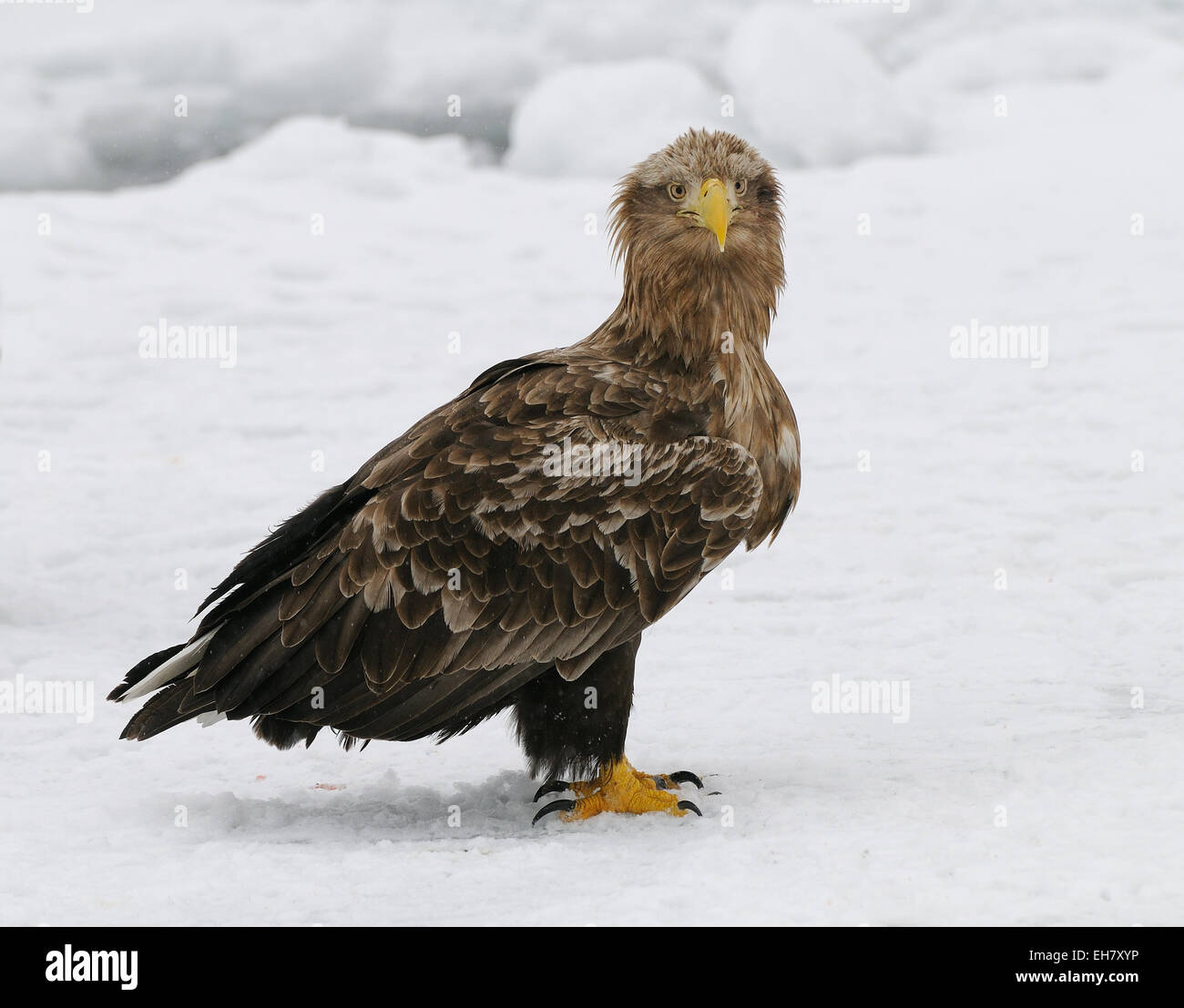 White-tailed Eagle on the drifting ice at Nemuro Strait a few miles ...