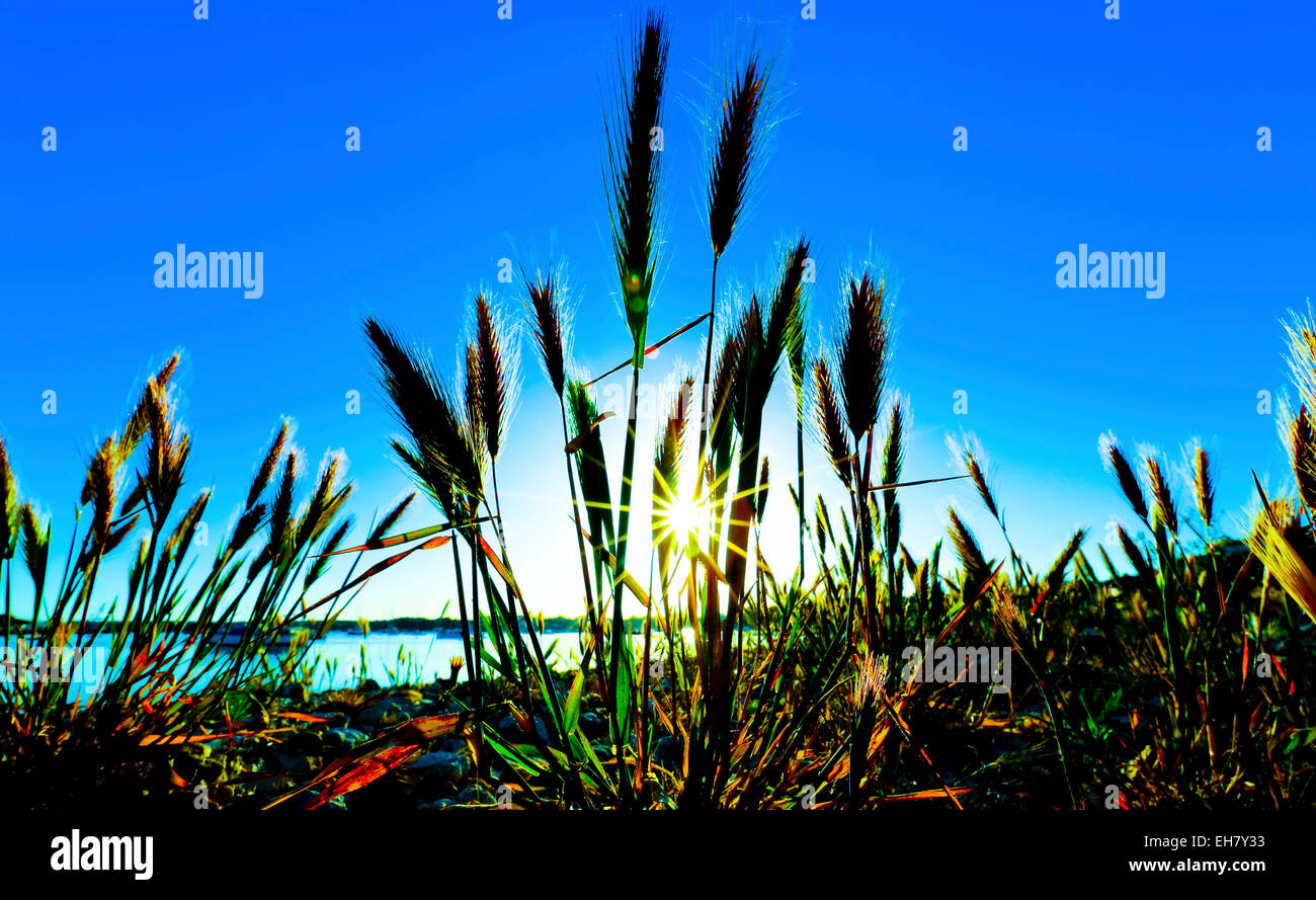 Crops silhouette hi-res stock photography and images - Alamy