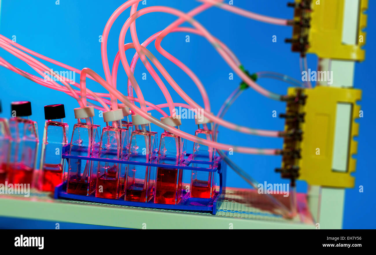 Stem cell hi-res stock photography and images - Alamy