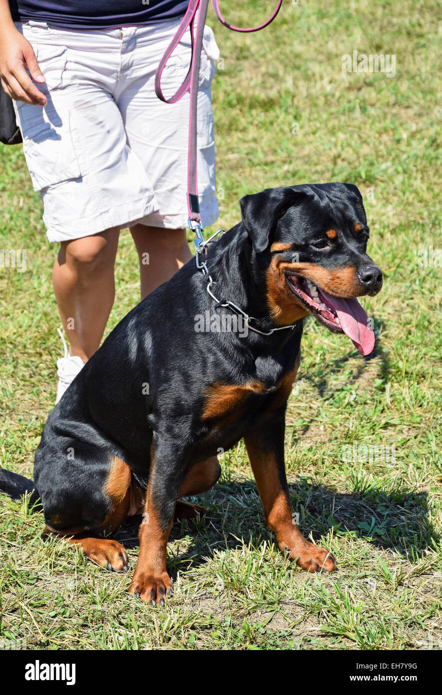 Female rottweiler hi-res stock photography and images - Alamy