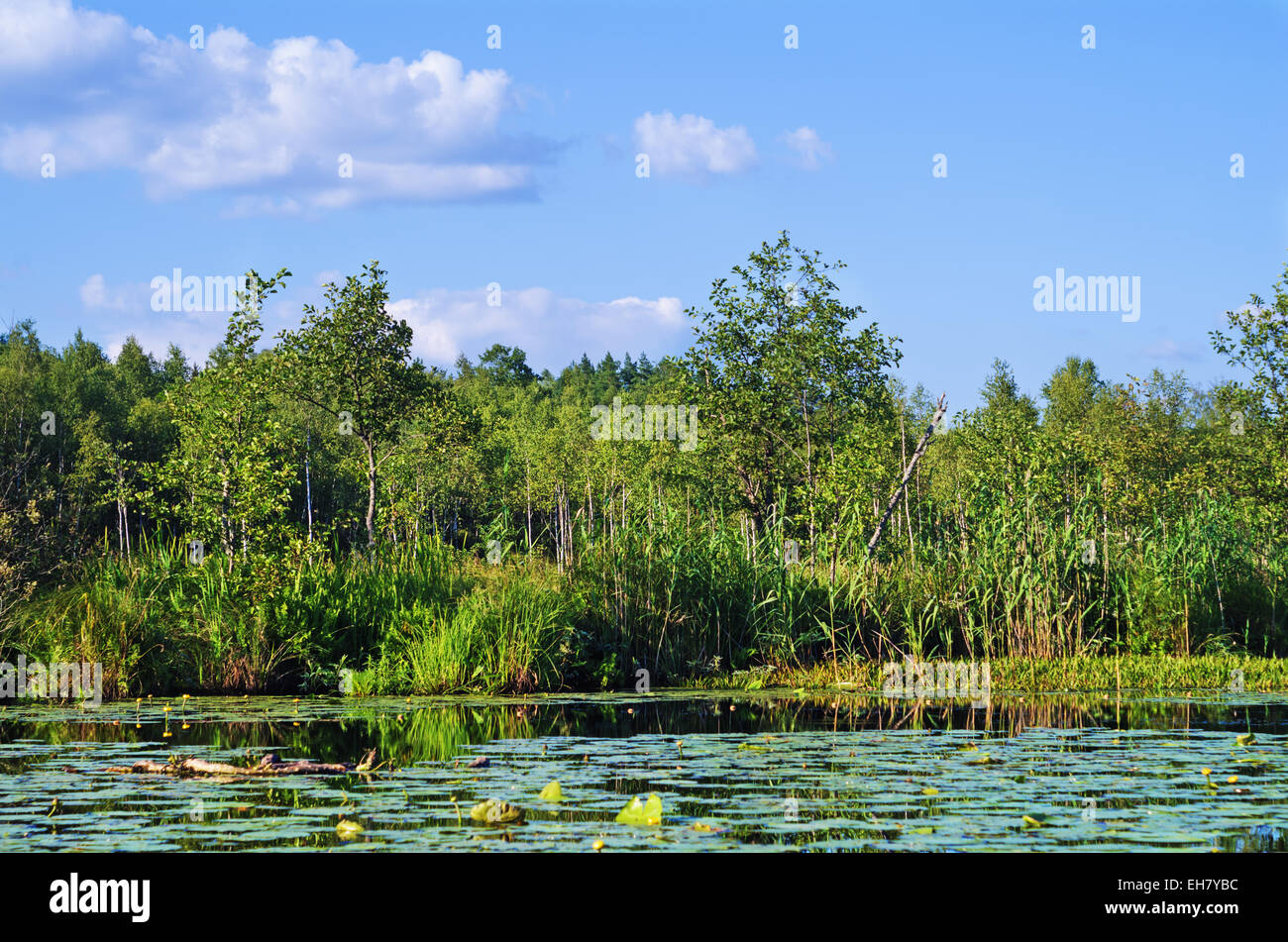 Forest boggy river Stock Photo - Alamy