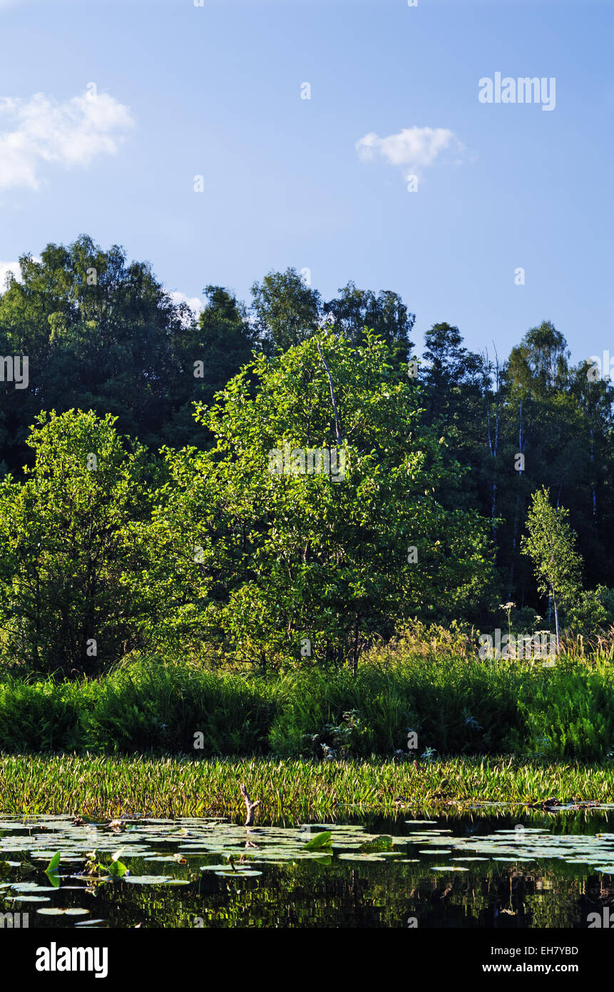 Forest boggy river Stock Photo - Alamy