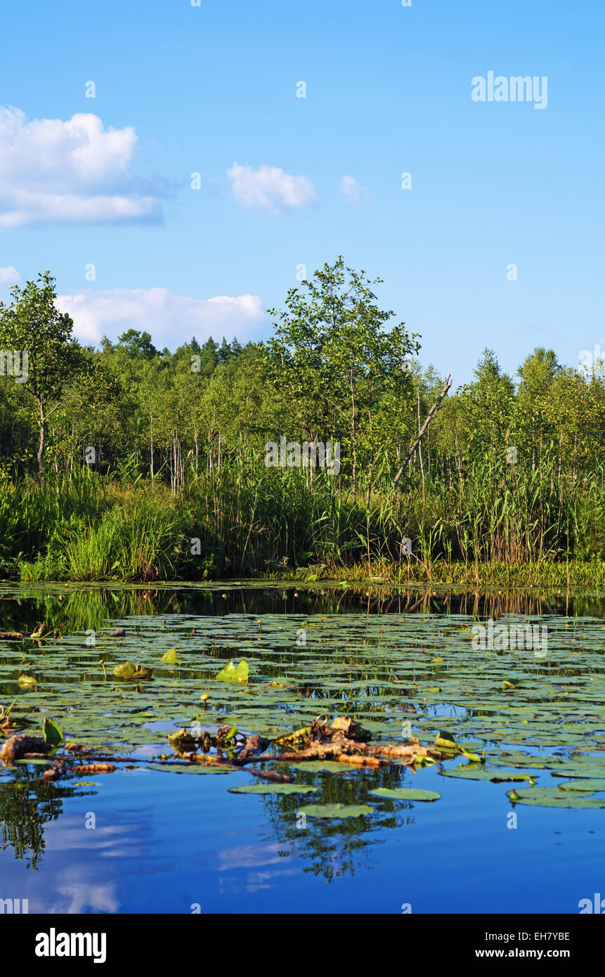 Forest boggy river Stock Photo - Alamy